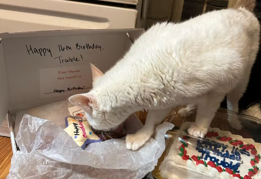 catbox: Cat Toys & Treats With A Fun Theme In Each Box! – CatBox