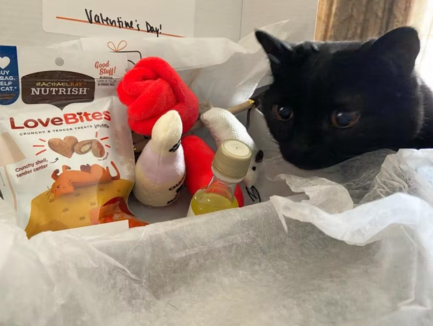 catbox: Cat Toys & Treats With A Fun Theme In Each Box! – CatBox